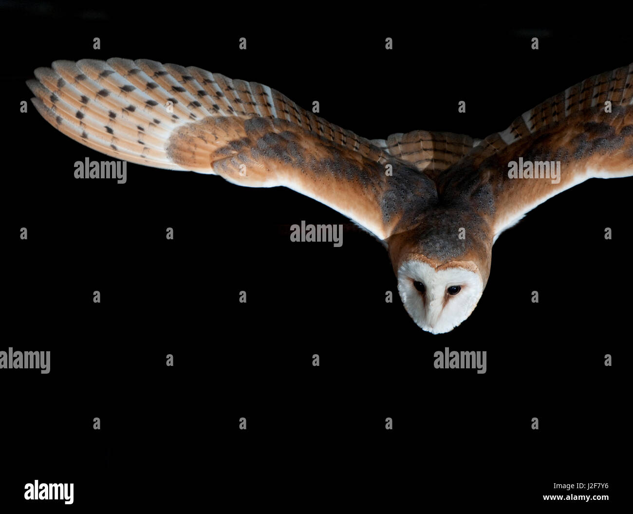Western barn owl tyto alba hi-res stock photography and images - Alamy