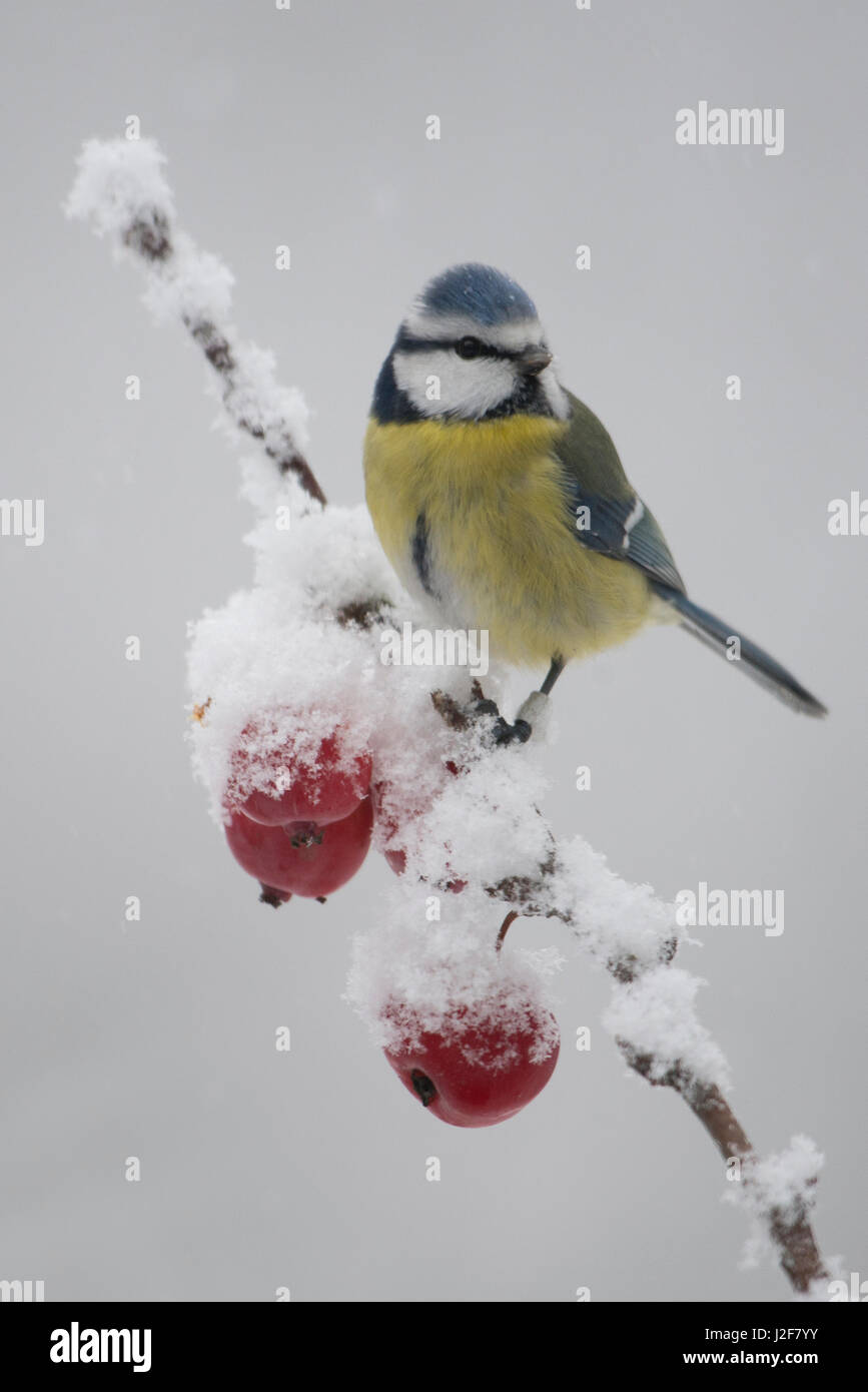 Pimpelmees hi-res stock photography and images - Alamy