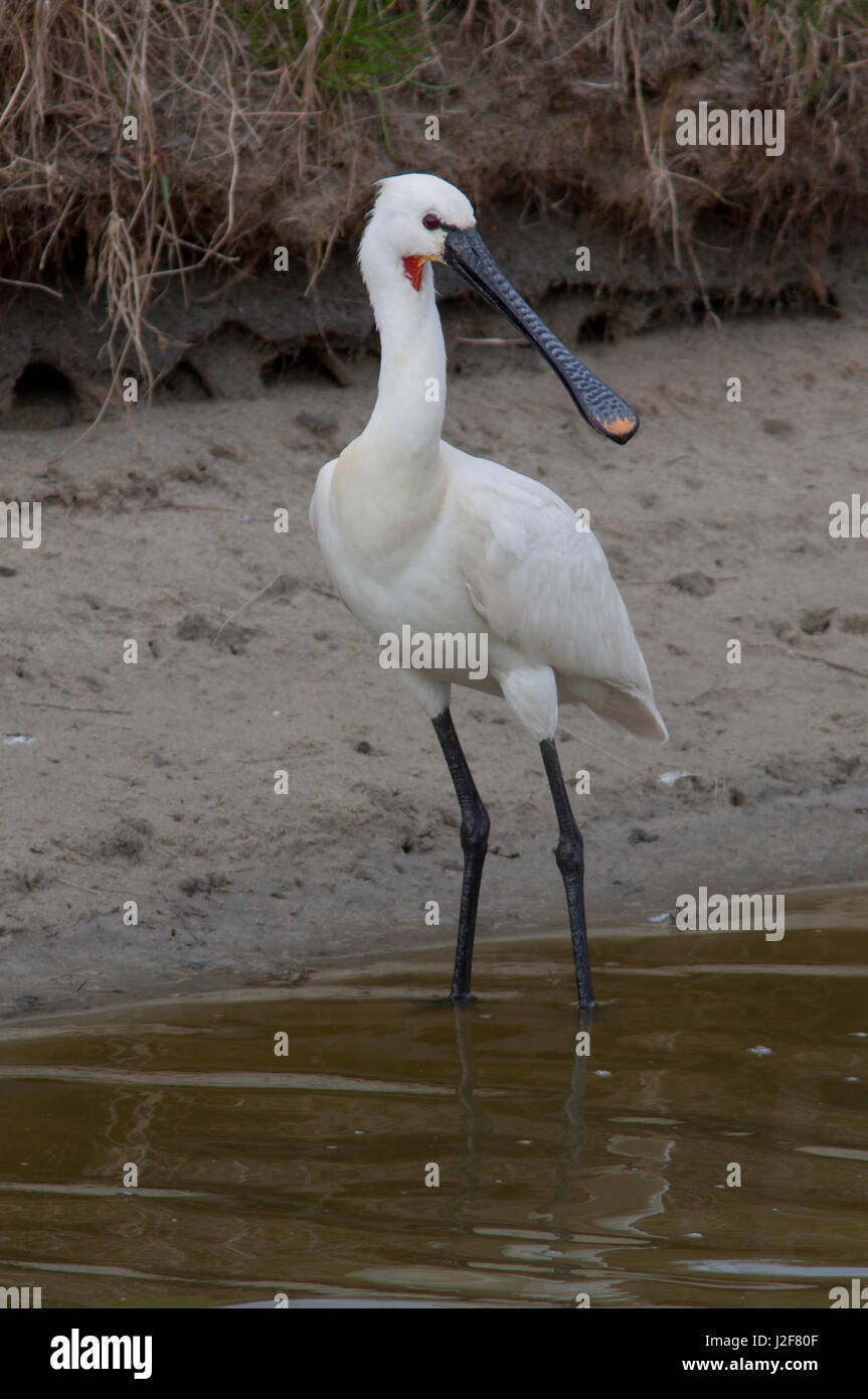 Eurasian spoonbill hi-res stock photography and images - Alamy
