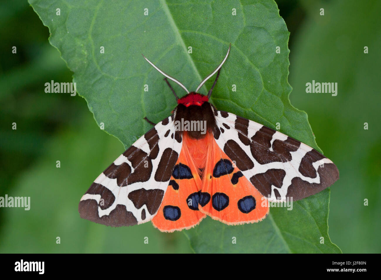 Garden tiger tiger hi-res stock photography and images - Alamy