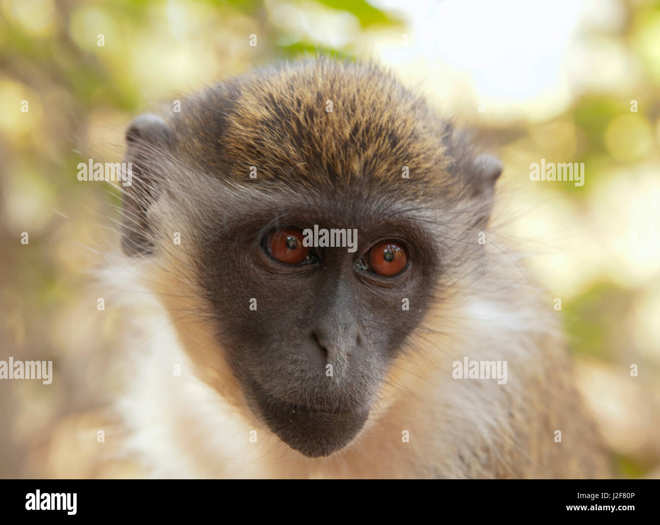 Portrait of a Green Monkey Stock Photo - Alamy