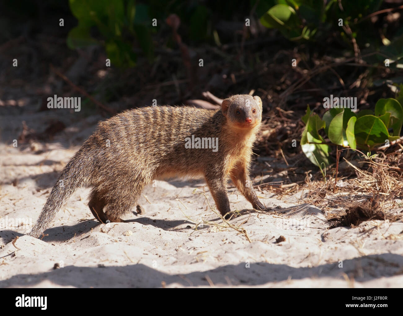 Mongoose tree hi-res stock photography and images - Alamy