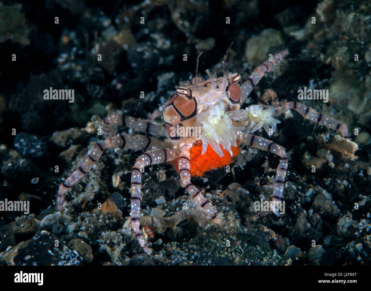 Boxer crab no hi-res stock photography and images - Alamy