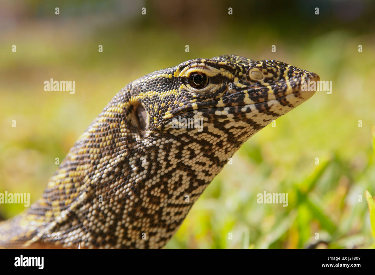 Portrait of a Nile monitor Stock Photo - Alamy