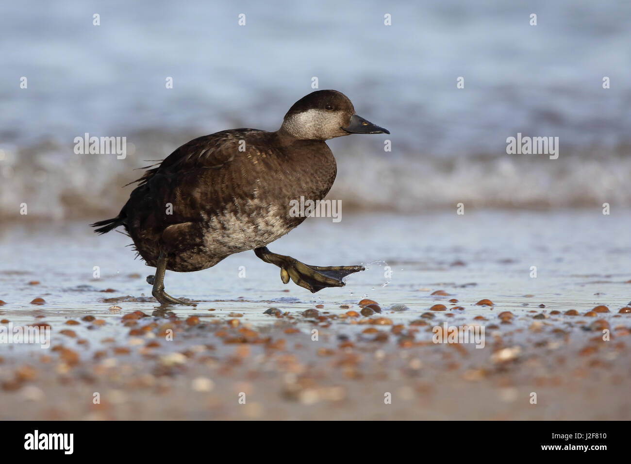 Common scoter hi-res stock photography and images - Alamy