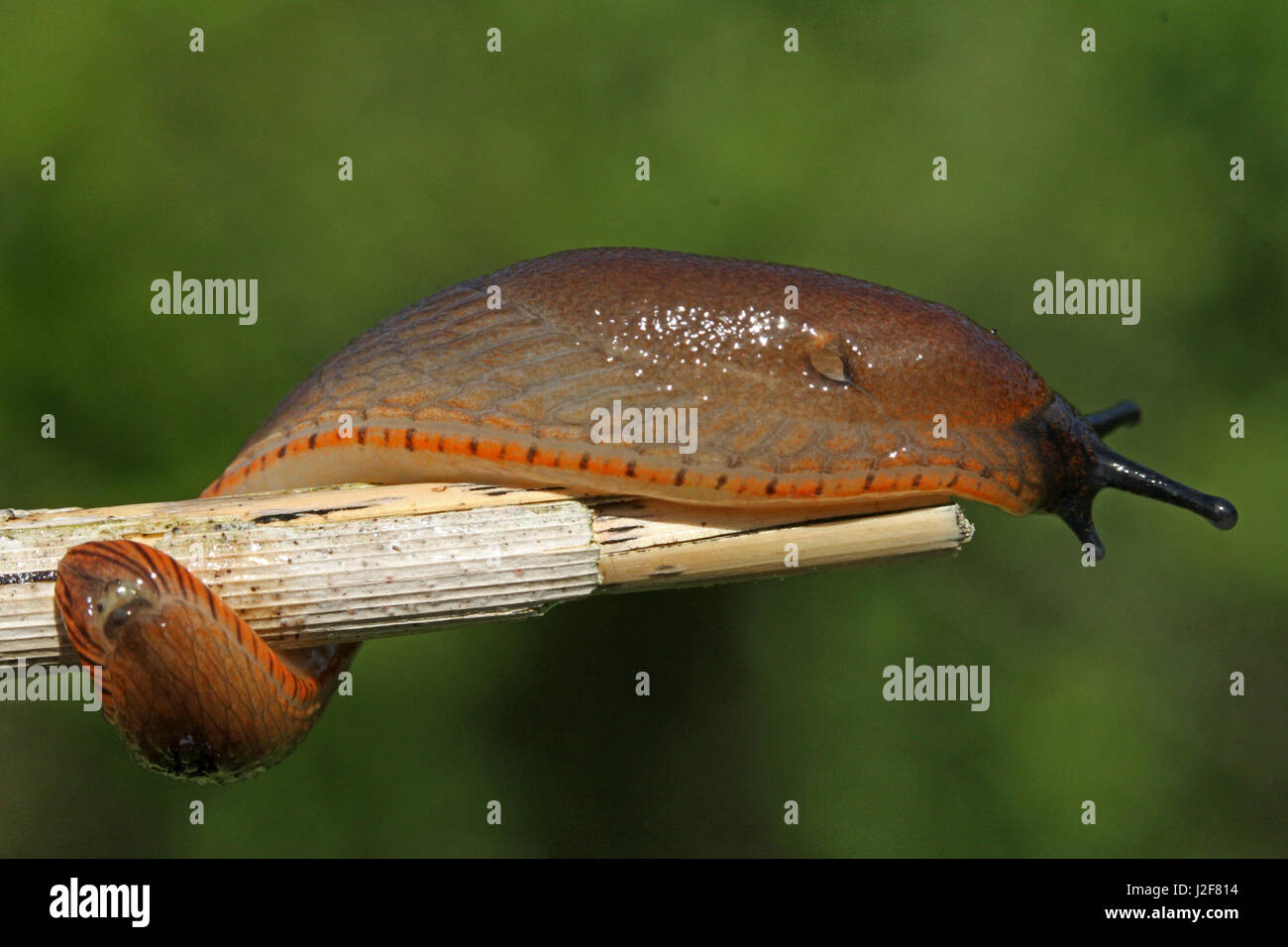 European Red Slug on stalk Stock Photo - Alamy
