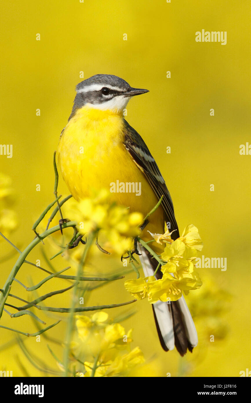Blue-headed wagtail in rapeseed Stock Photo - Alamy