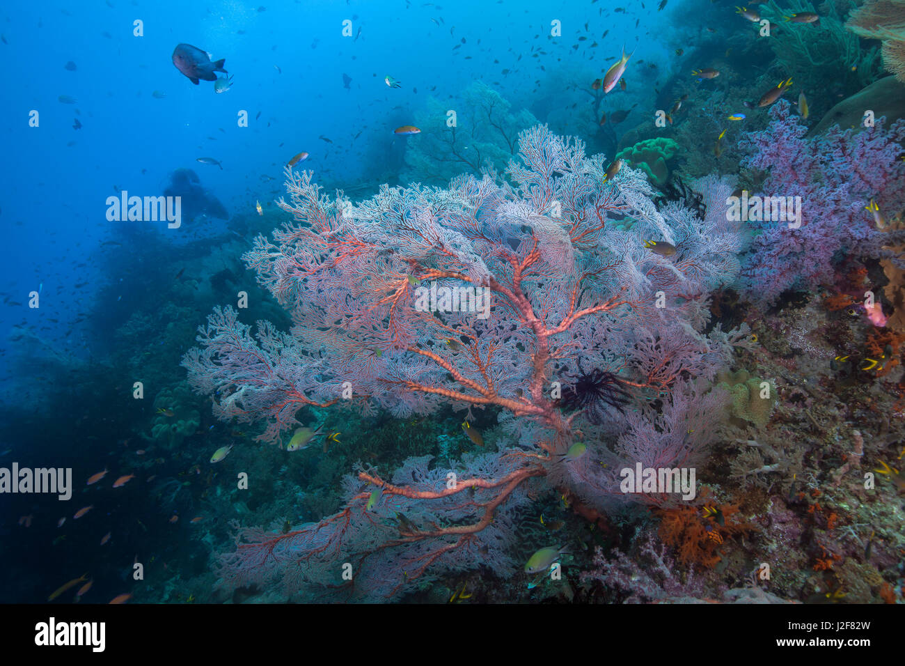 Fluorescent pink hi-res stock photography and images - Alamy