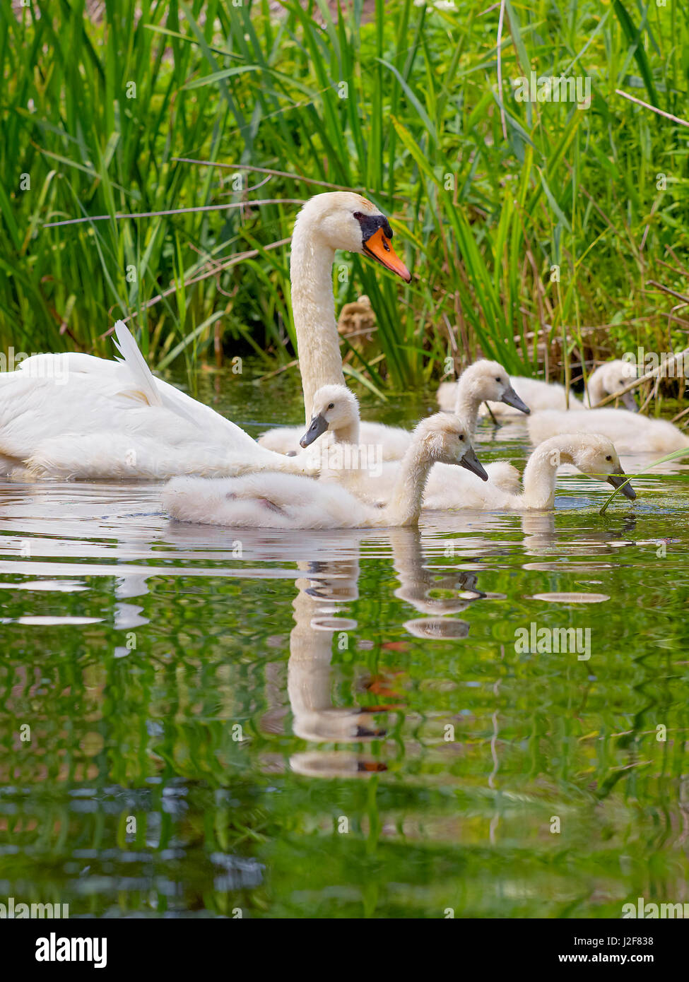 Mute swan with siblings. Peat marsh in the western part of the ...