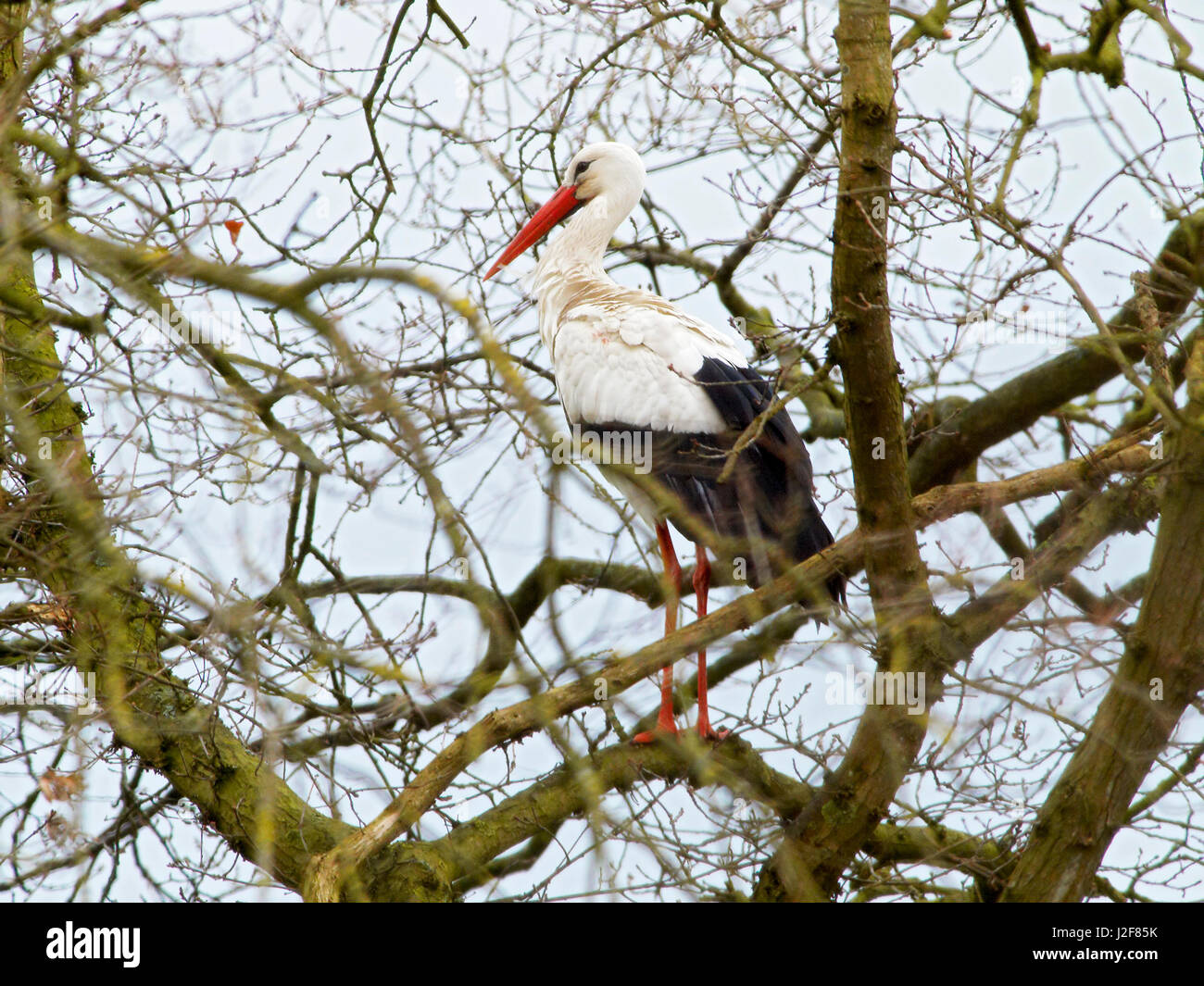 White Stork in a tree Stock Photo - Alamy