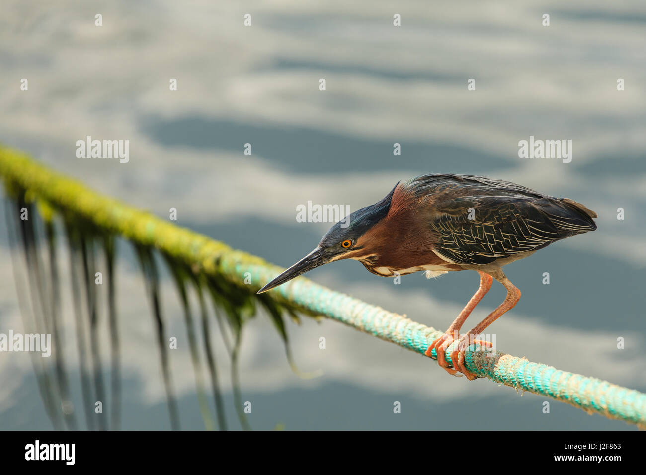 Adult Green Heron (Butorides virescens) fishing from a mooring line ...