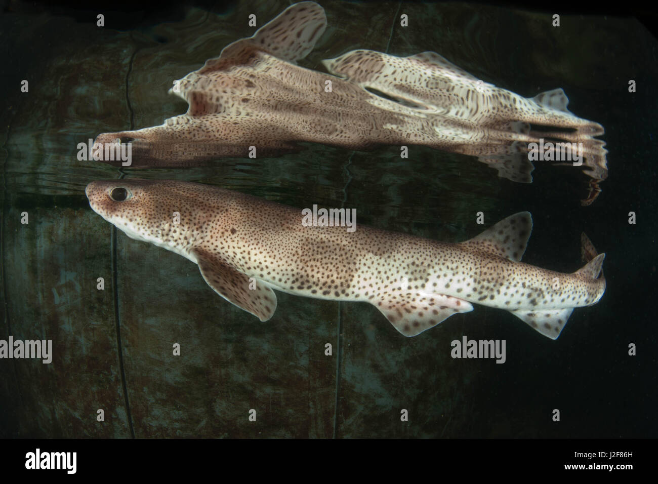 Dogfish hi-res stock photography and images - Alamy