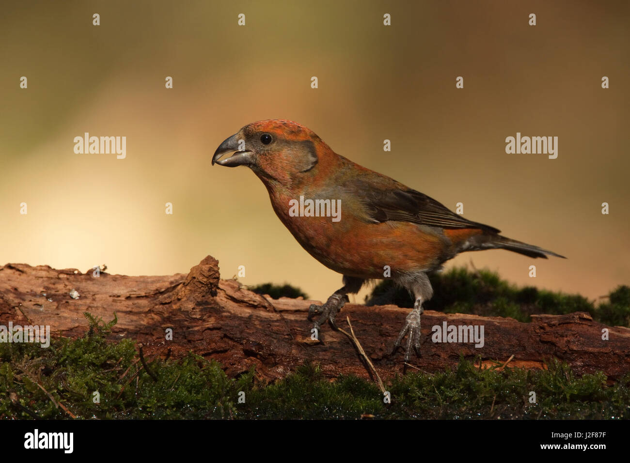 Male Red Crossbill drinking Stock Photo - Alamy