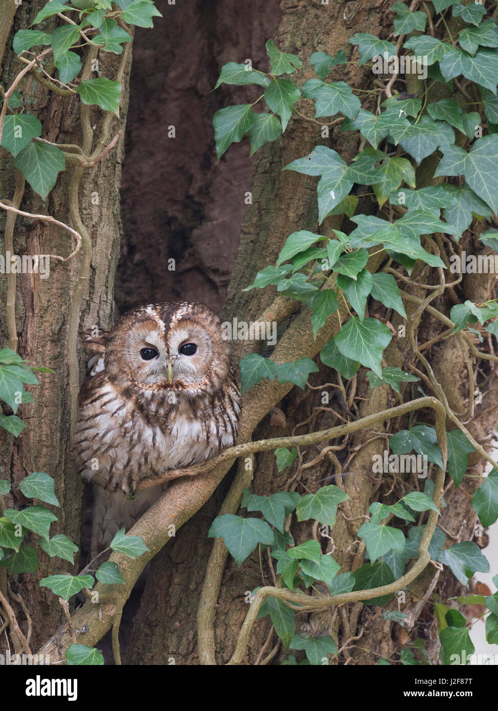 Tawny Owl in old tree Stock Photo - Alamy