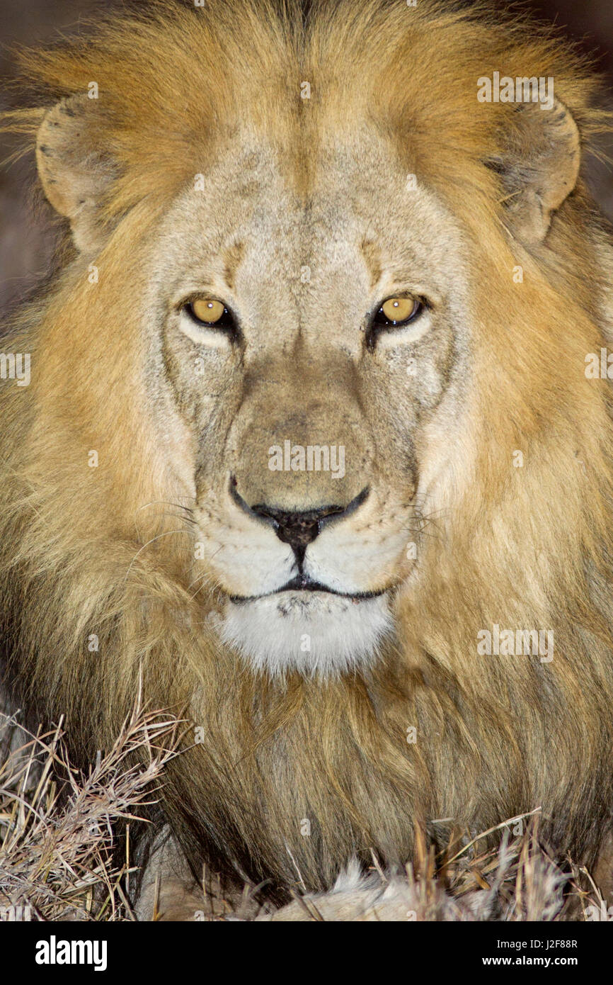 Alpha male lion hi-res stock photography and images - Alamy