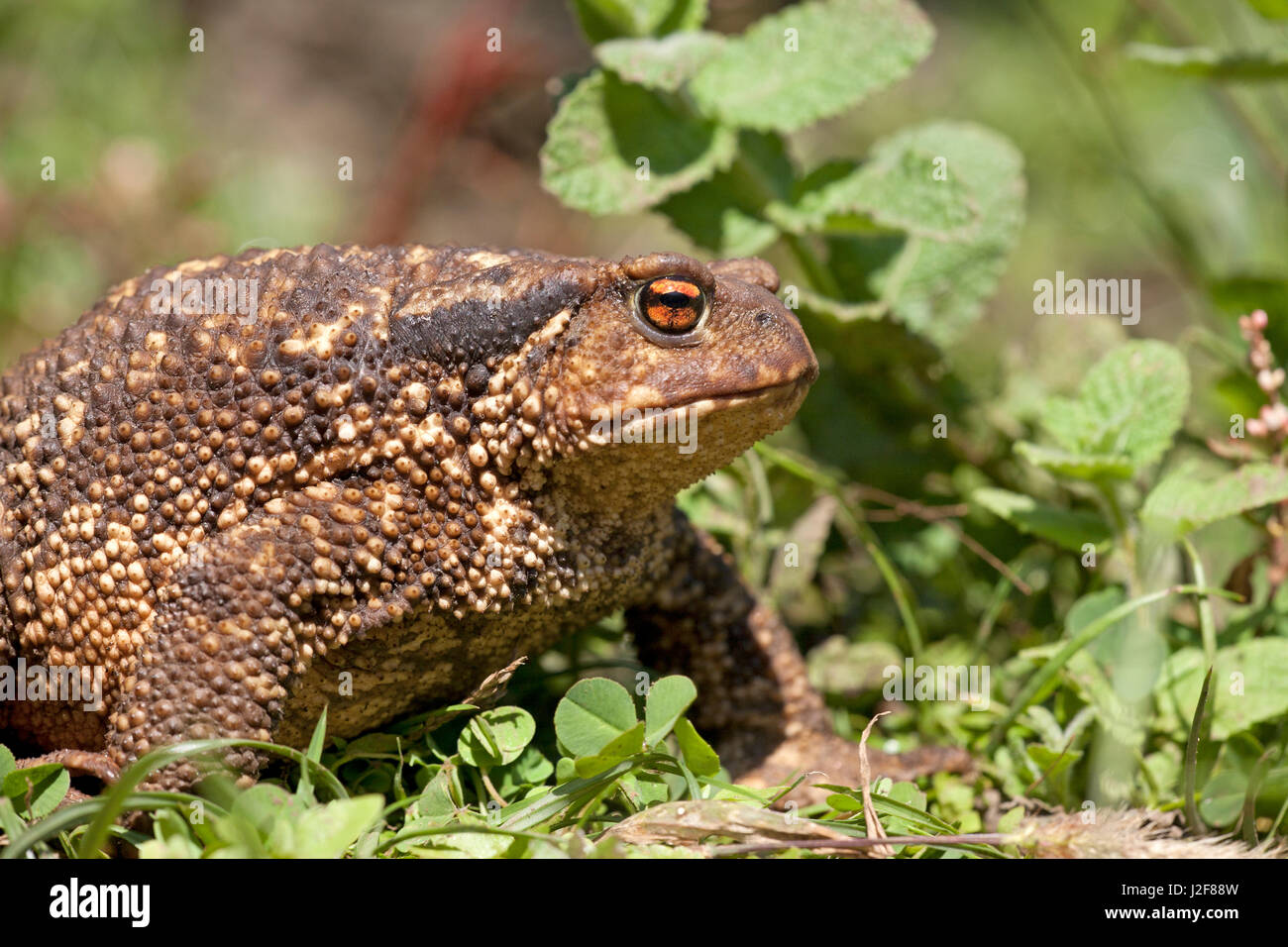 common toad in garden Stock Photo - Alamy