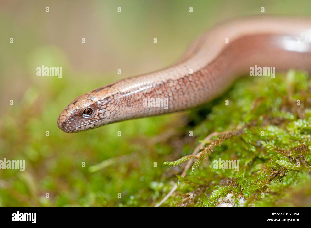 portrait of a slow worm Stock Photo - Alamy