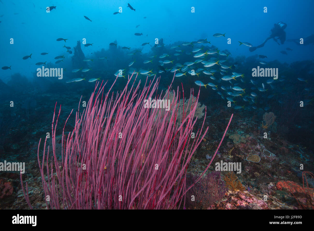 Red sea whip coral hi-res stock photography and images - Alamy