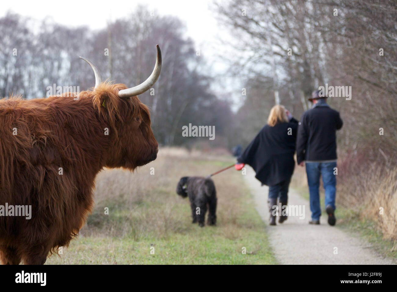 Human cow dog hi-res stock photography and images - Alamy