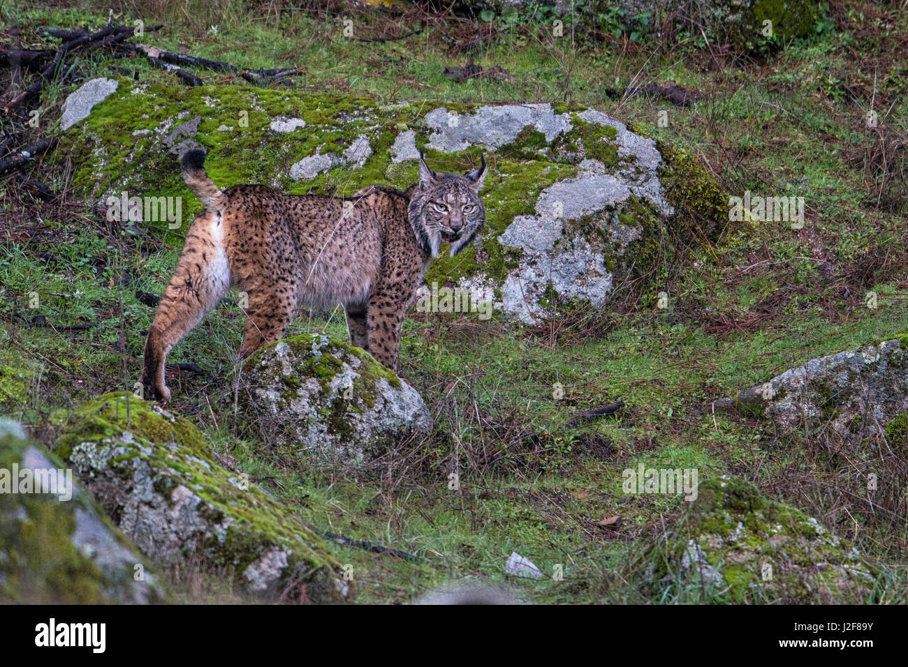 Iberian Lynx Food Web