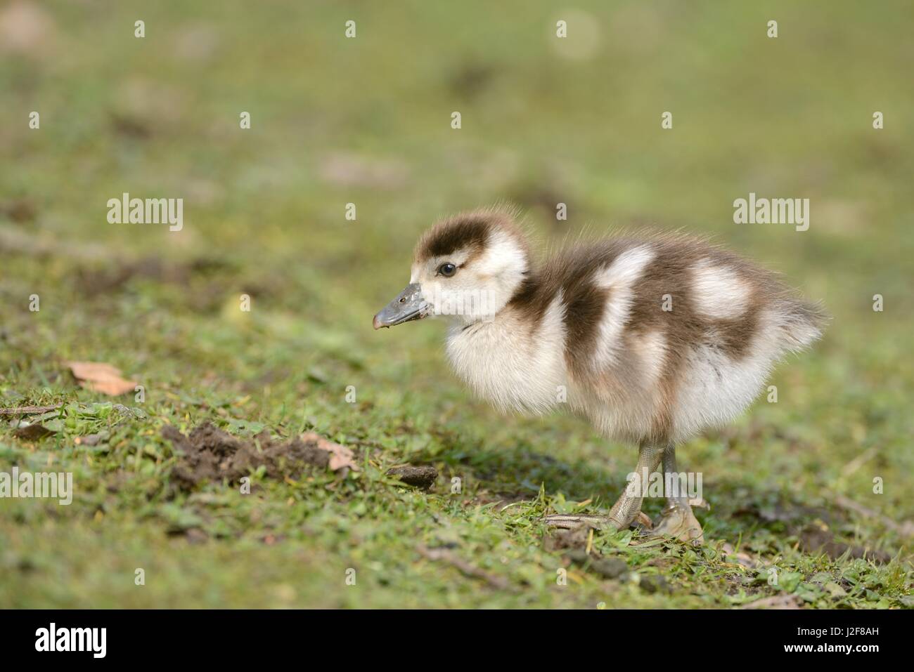 Egyptian chicken hi-res stock photography and images - Alamy