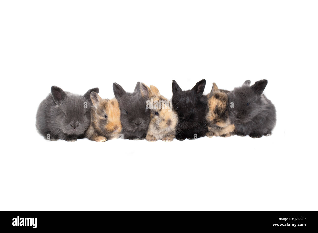 Baby bunnies hi-res stock photography and images - Alamy