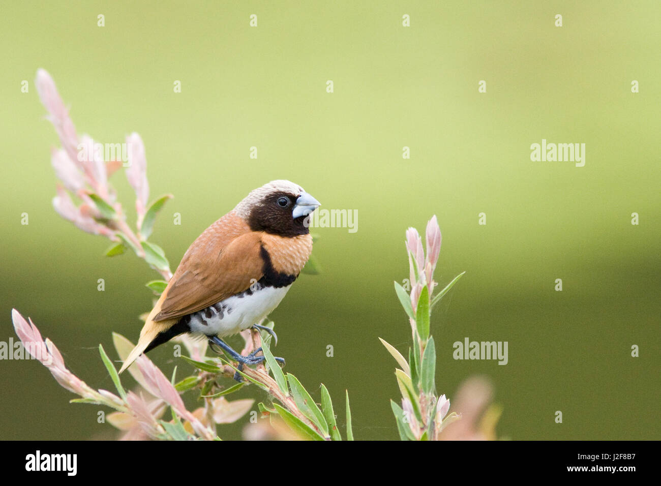 Chestnut-breasted Mannikin in the garden of Tjapukai Aboriginal ...