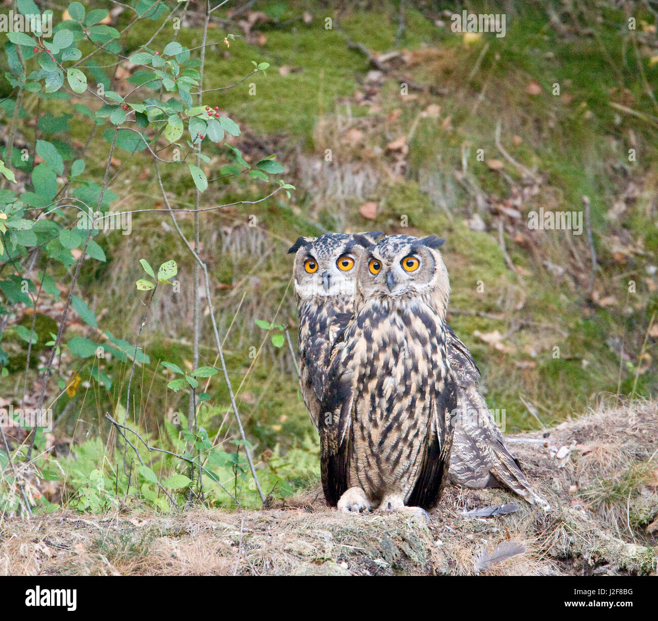 Juvenile Eurasian Eagle-Owls in their habitat Stock Photo - Alamy