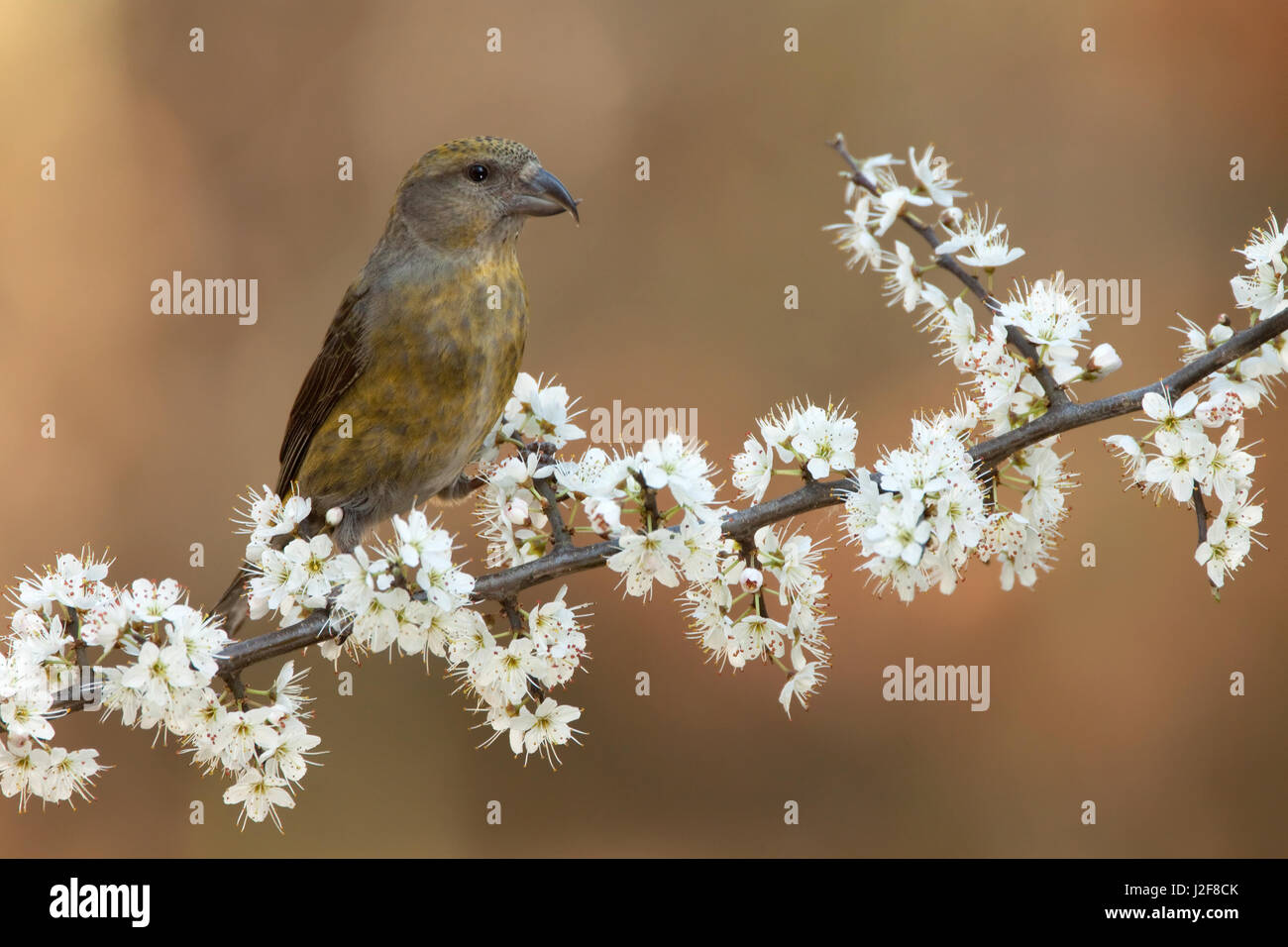 Female red crossbill hi-res stock photography and images - Alamy