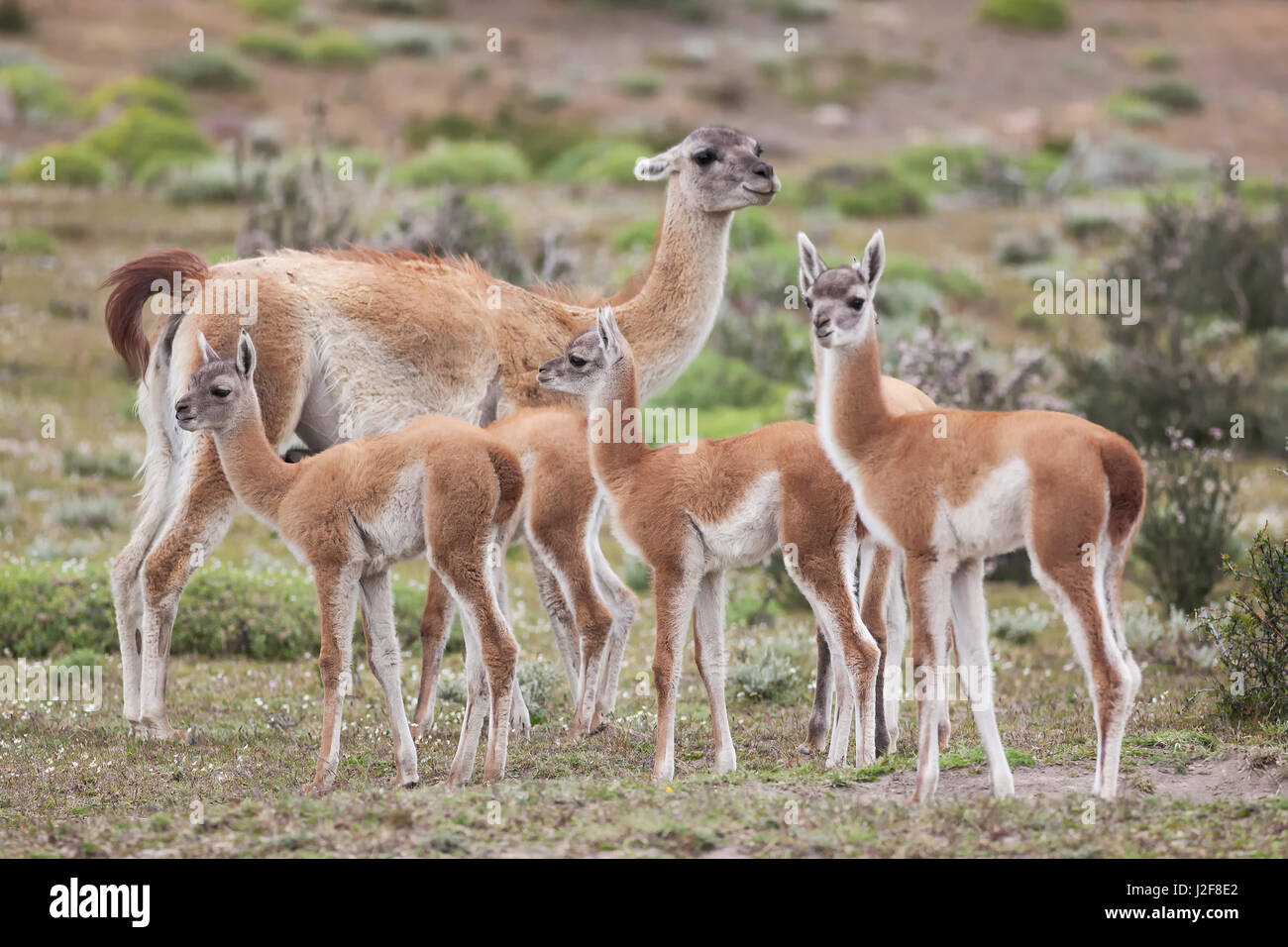 Lama Guanicoe High Resolution Stock Photography and Images - Alamy