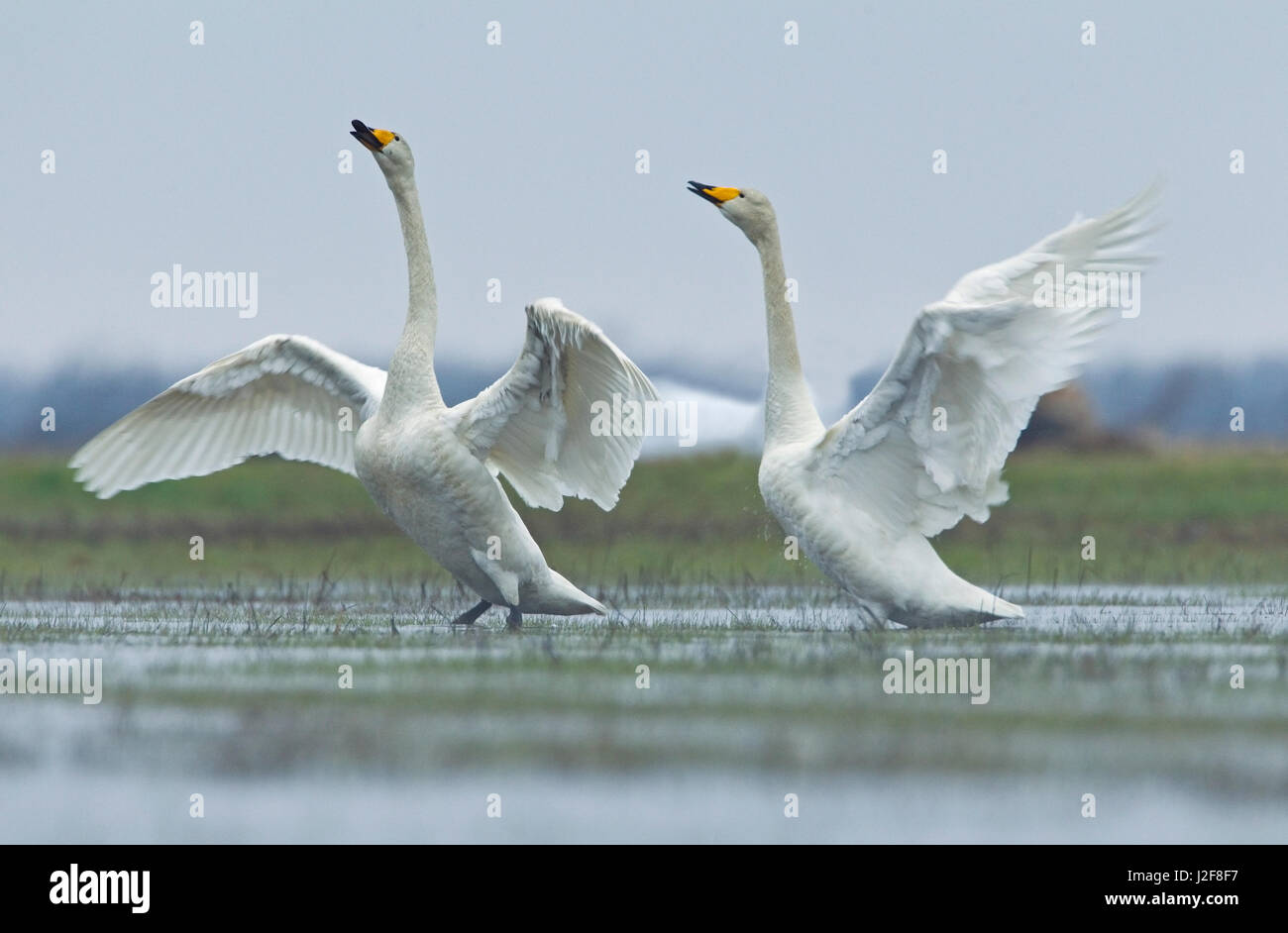 Displaying Whooper Swans Stock Photo - Alamy