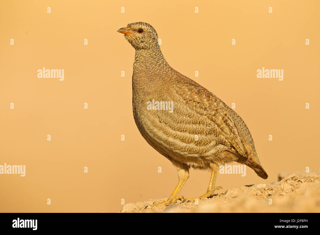 Female partridge hi-res stock photography and images - Alamy