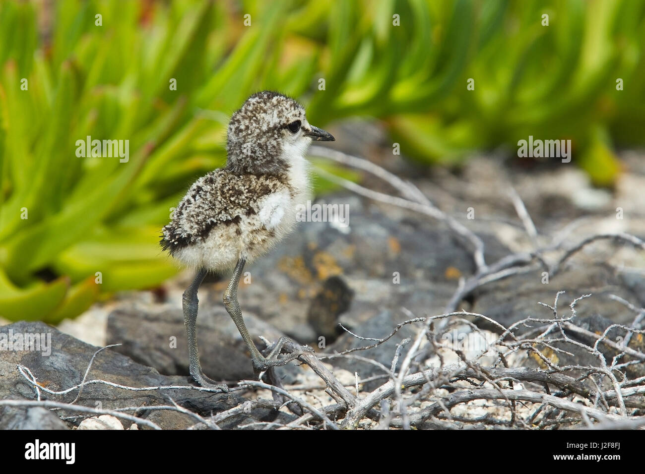 Saint helena plover hi-res stock photography and images - Alamy