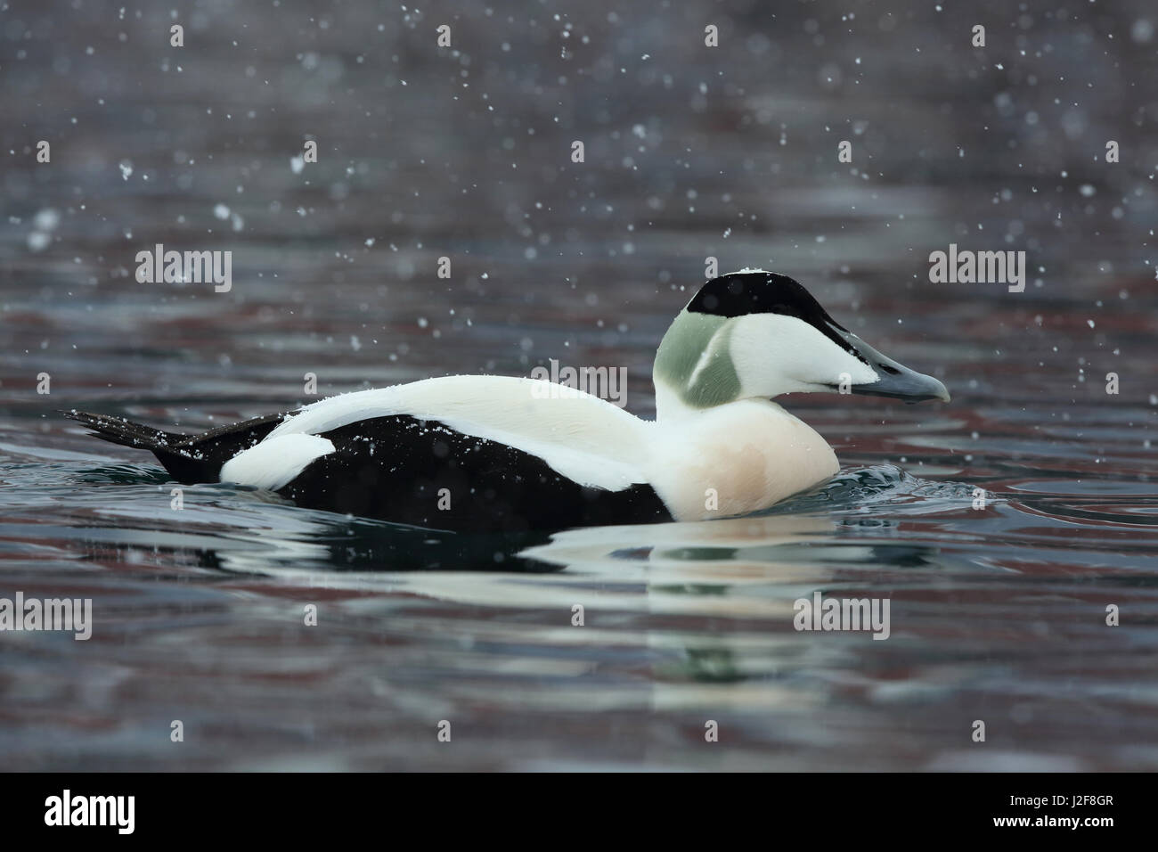 Swimming male Eider (Somateria mollissima) in the snow Stock Photo - Alamy