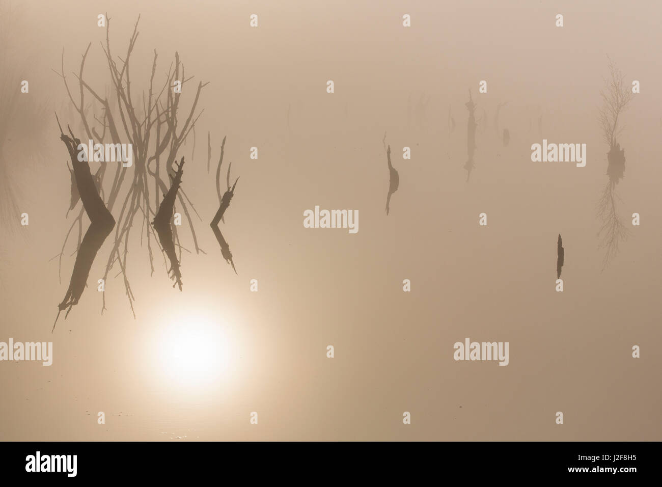 reflection of tree trunks Stock Photo - Alamy