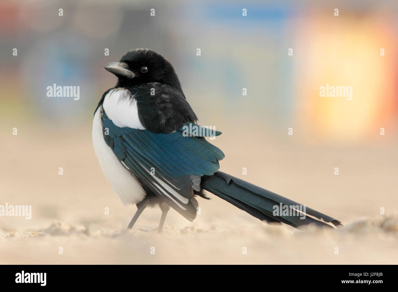 Eurasian Magpie on a beach Stock Photo - Alamy
