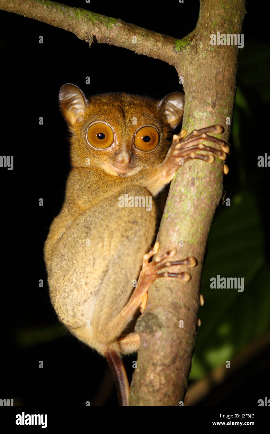 Western Tarsier (Tarsius bancanus) resting in tree Stock Photo - Alamy