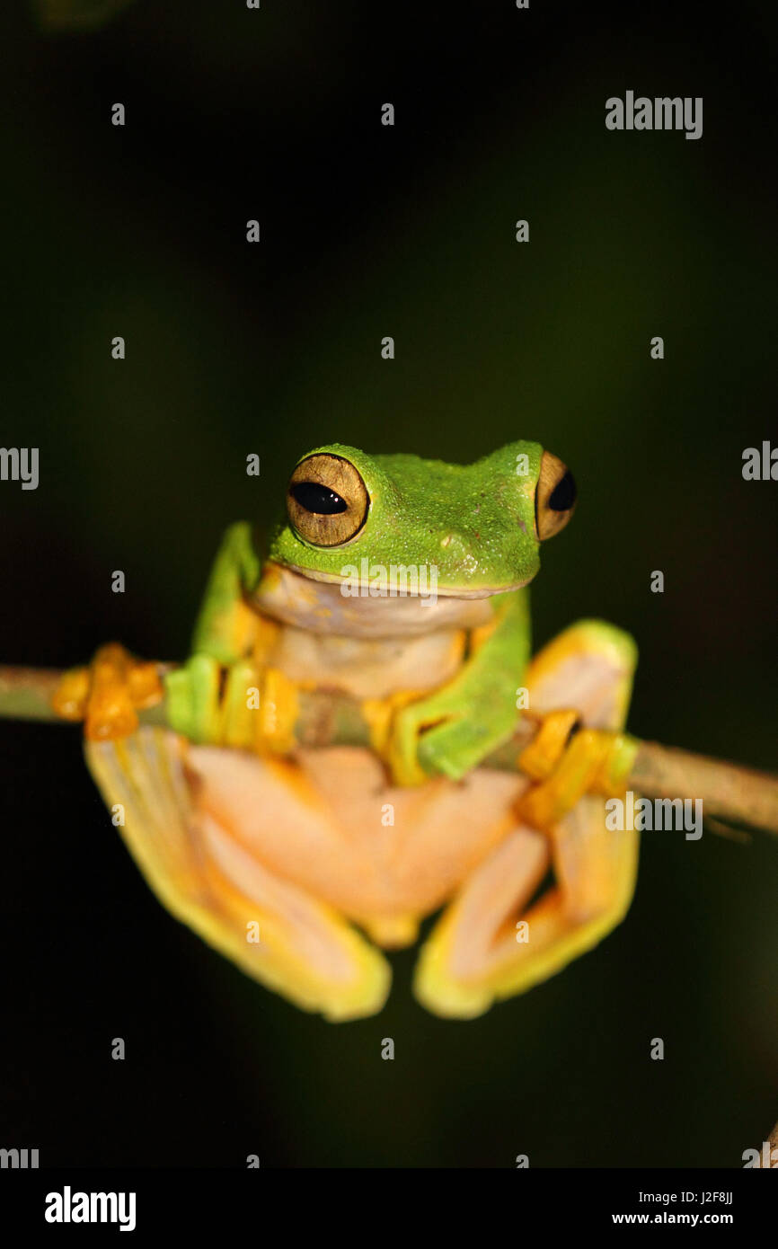 Wallaces flying frog hi-res stock photography and images - Alamy