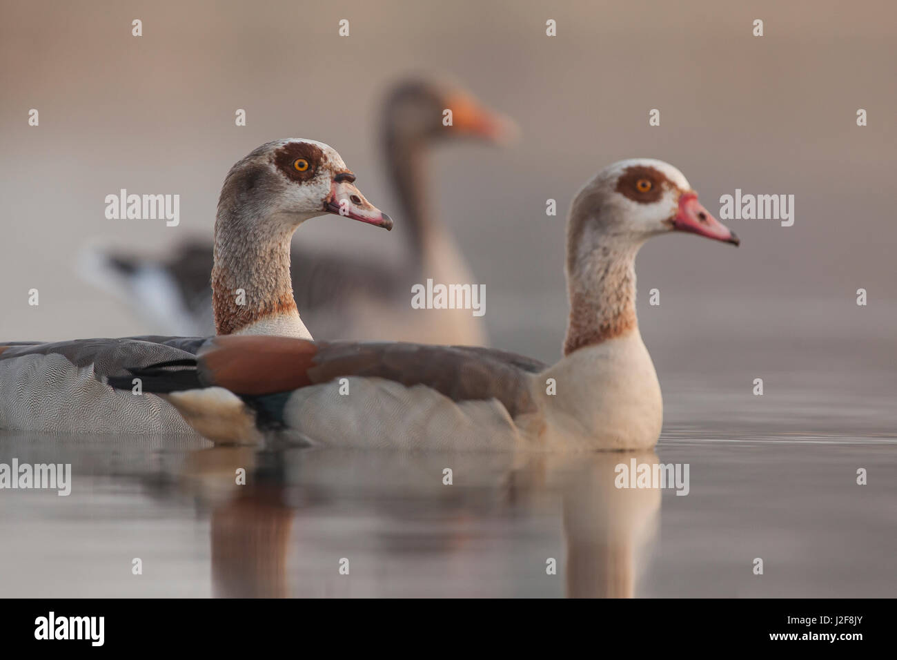 Introduced geese species hi-res stock photography and images - Alamy