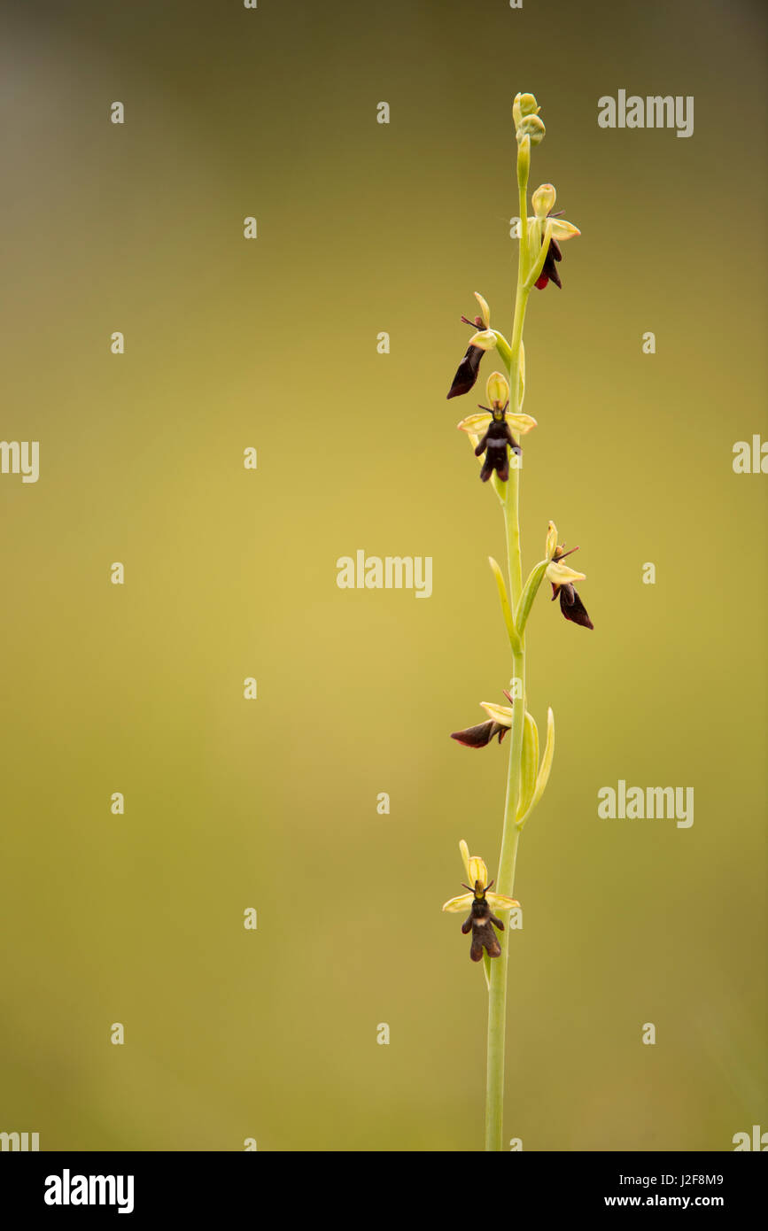 Flowering fly orchid Stock Photo - Alamy