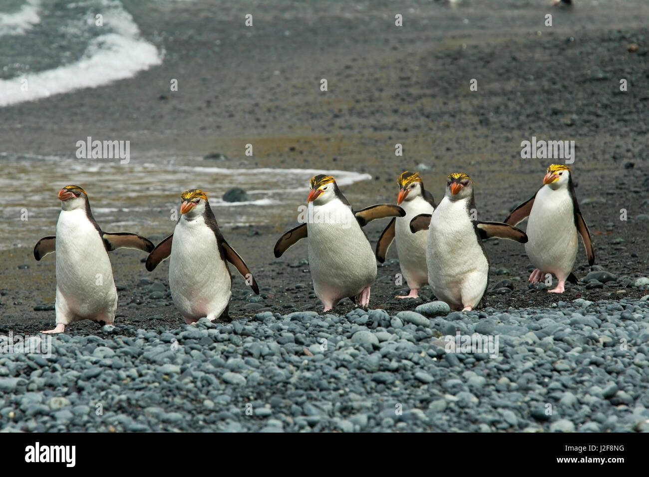 Row walking Royal Penguins on the Beach Stock Photo - Alamy