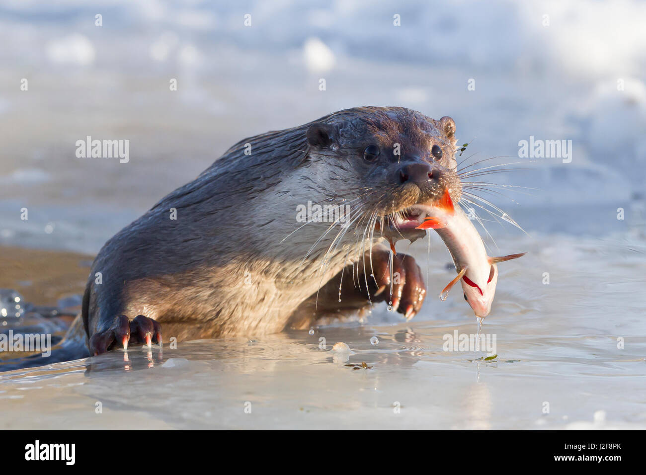 european otter with a fish as prey Stock Photo - Alamy