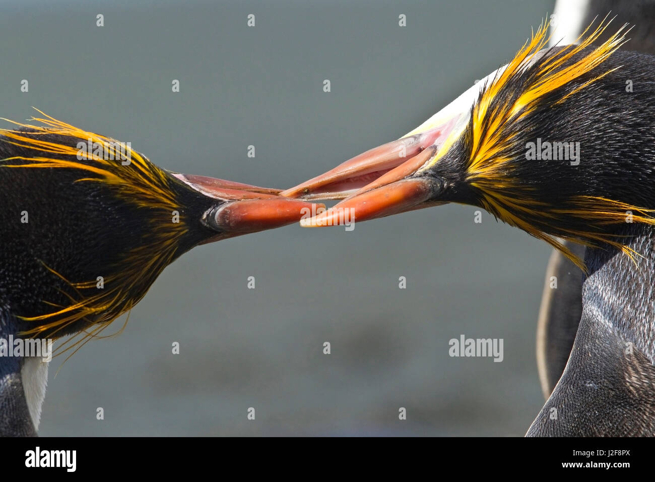 On penguins hi-res stock photography and images - Alamy