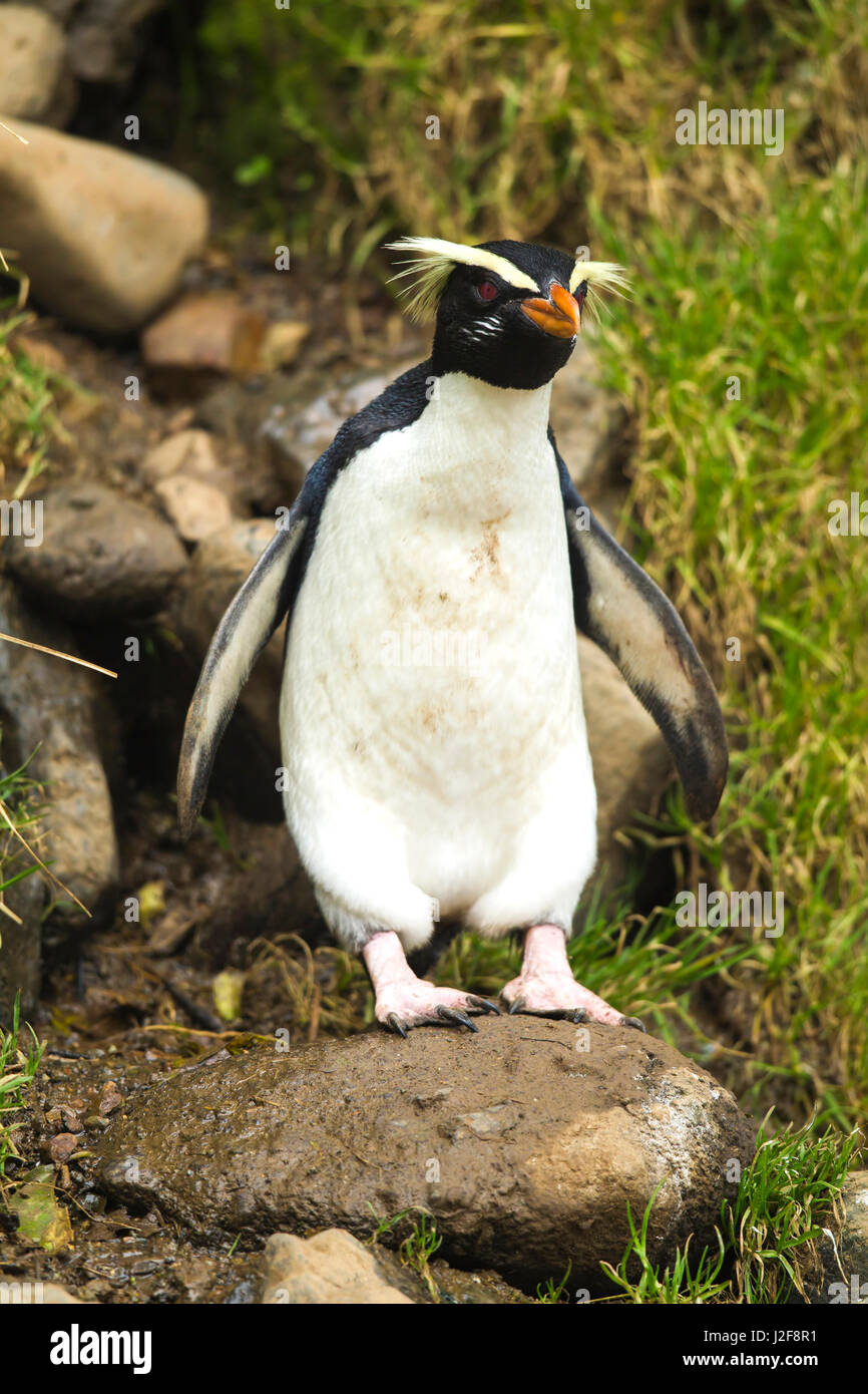 Fiordland Penguin comes out the rainforest on the Beach Stock Photo - Alamy