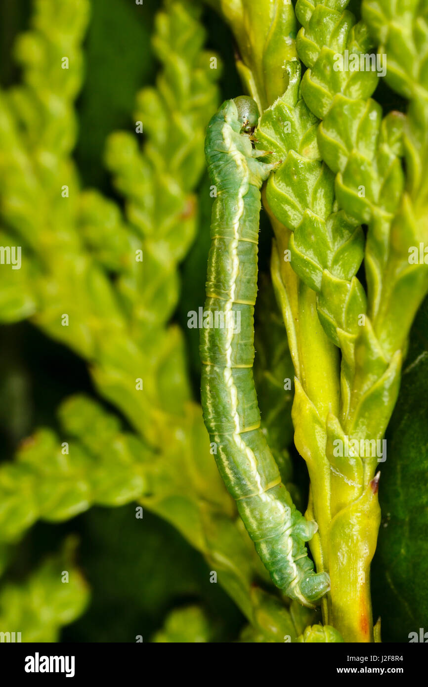 Green pug moth caterpillar hi-res stock photography and images - Alamy