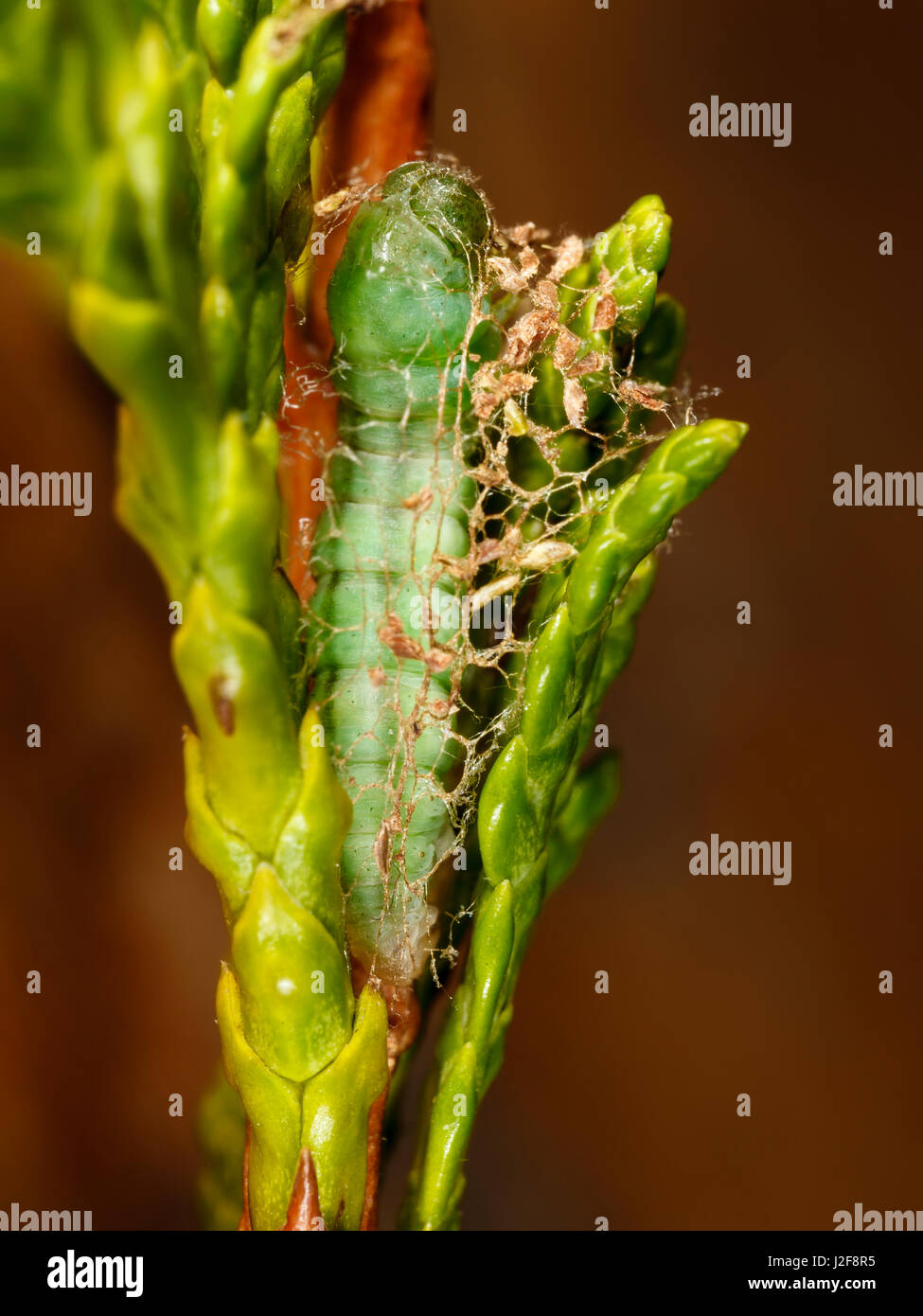 Pug moth caterpillar hi-res stock photography and images - Alamy