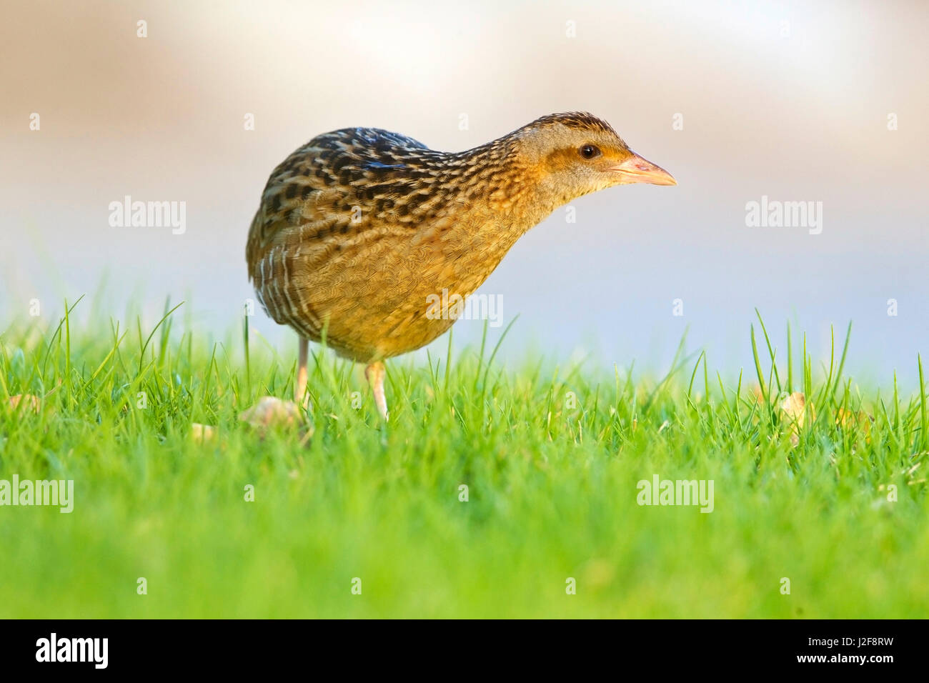 Corn Crake feeding on grass field in Kibbutz during spring migration ...
