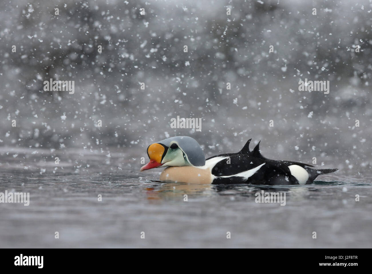Male King Eider (Somateria spectabilis) in a snow storm Stock Photo - Alamy