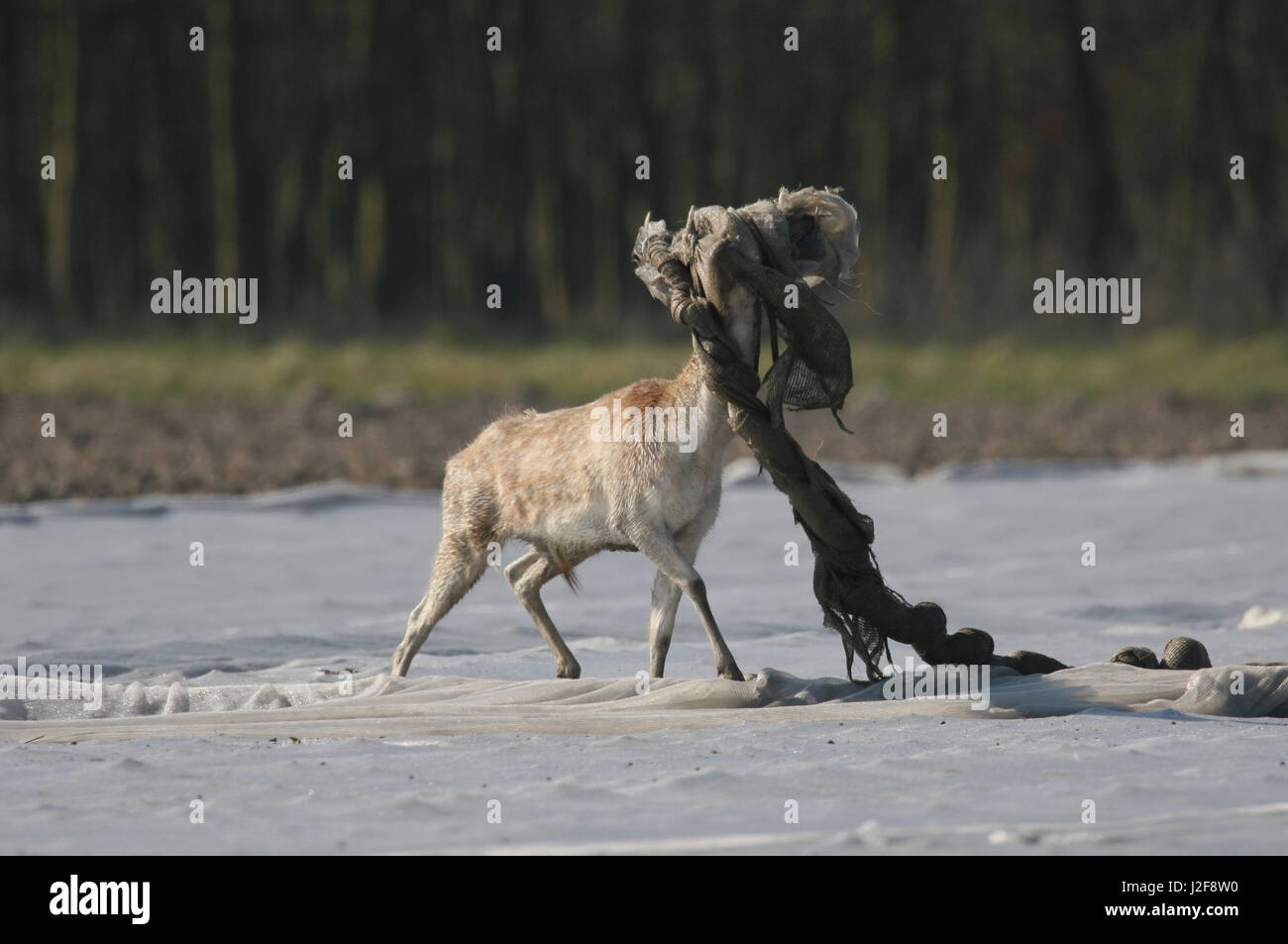 Fallow Deer with antlers entangled in agricultural clothing at ...