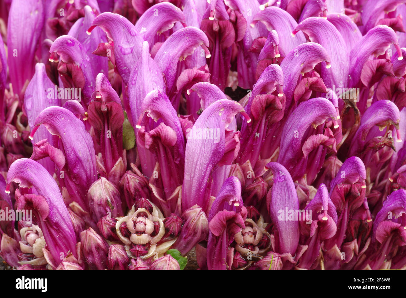 Purple Toothwort (Lathraea clandestina) between wood chop, parasitizing ...